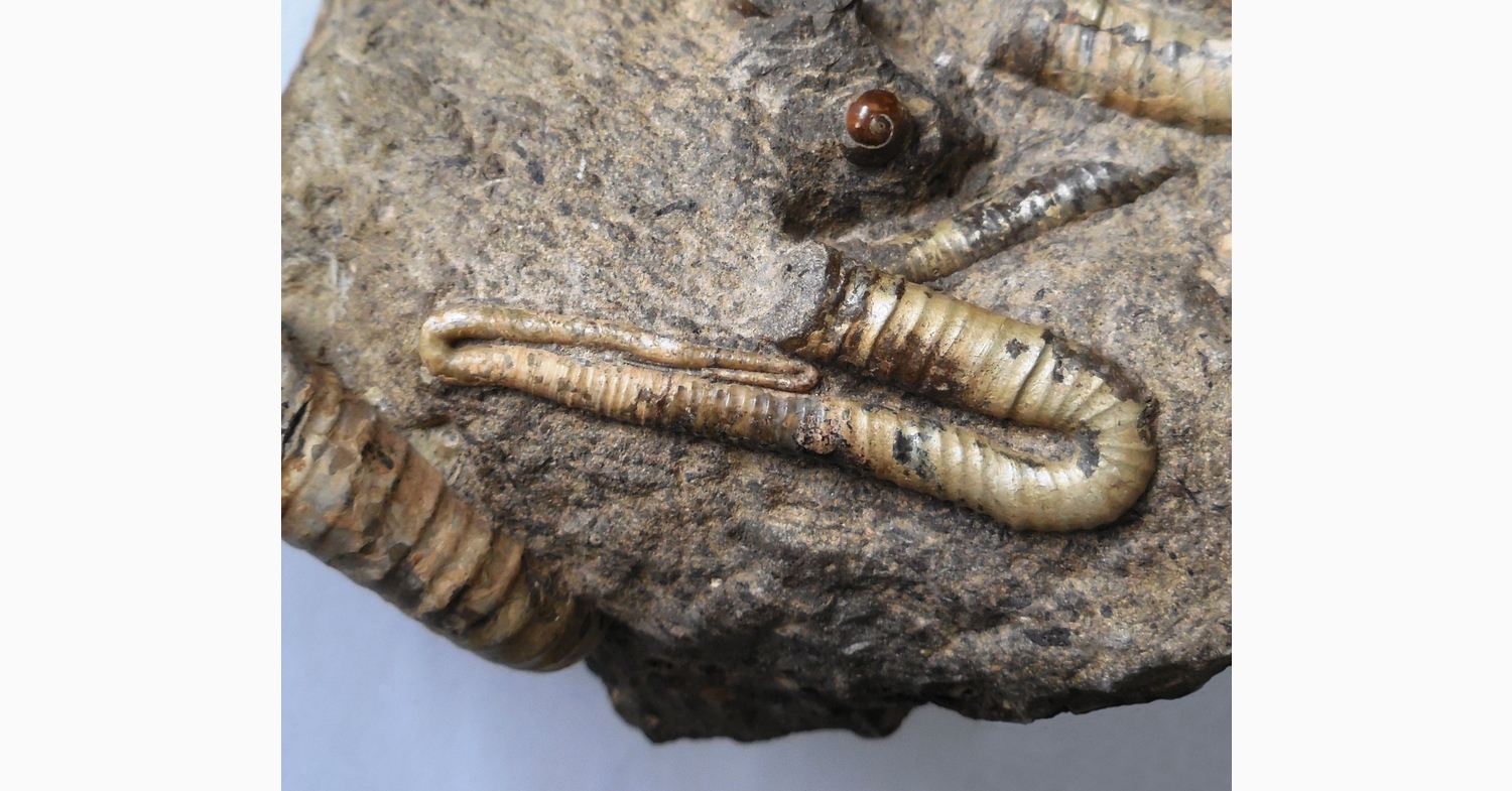 Ammonitopedia - Polyptychoceras (Polyptychoceras) pseudogaultinum